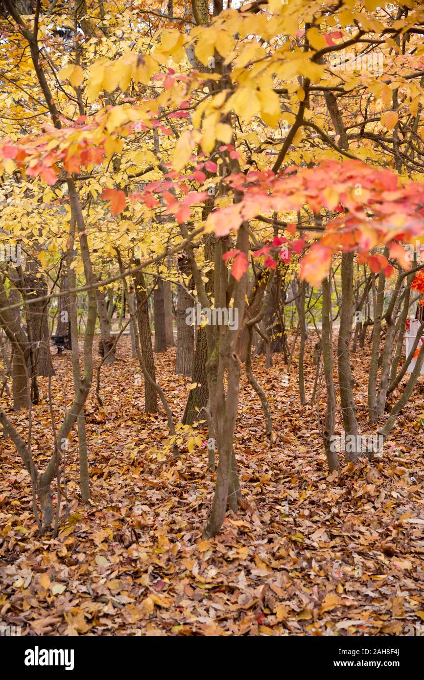 Résumé L'automne les feuilles rouges et jaunes en automne .une feuille ...