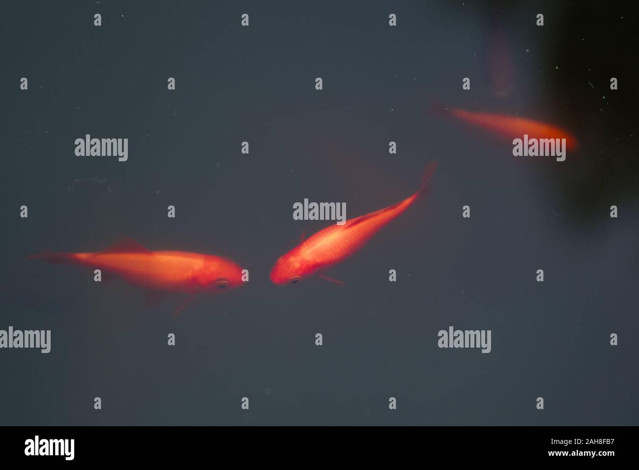 Le poisson rouge est un poisson. Amazing belle couleur rouge-orange vif ...