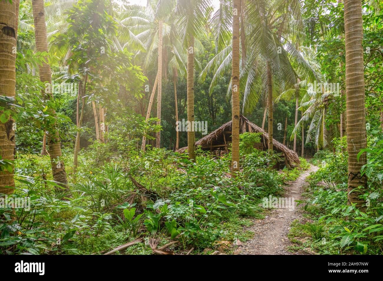 Plantation de cocotiers Banque de photographies et d’images à haute ...