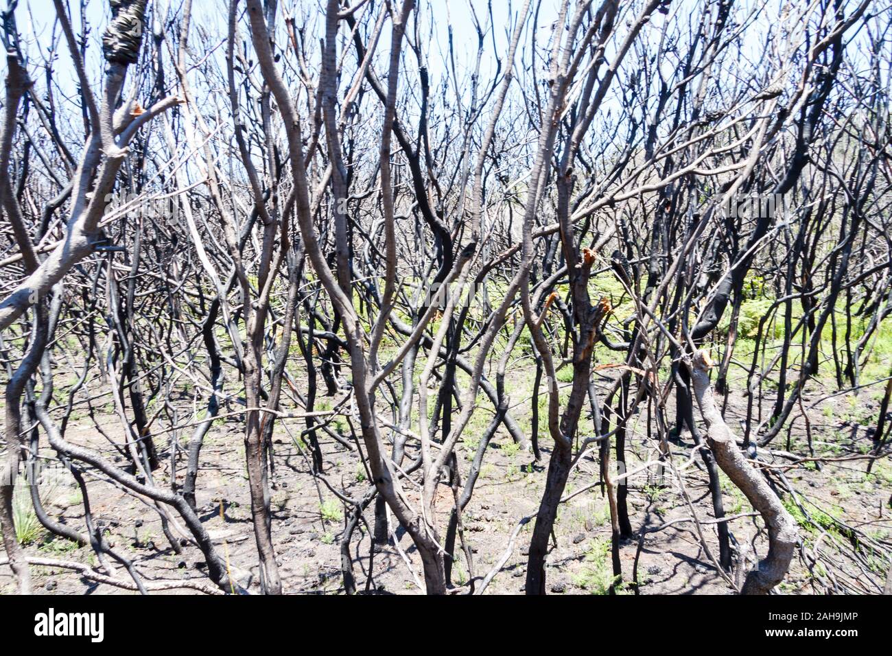 Arbre de feu Banque de photographies et d’images à haute résolution - Alamy