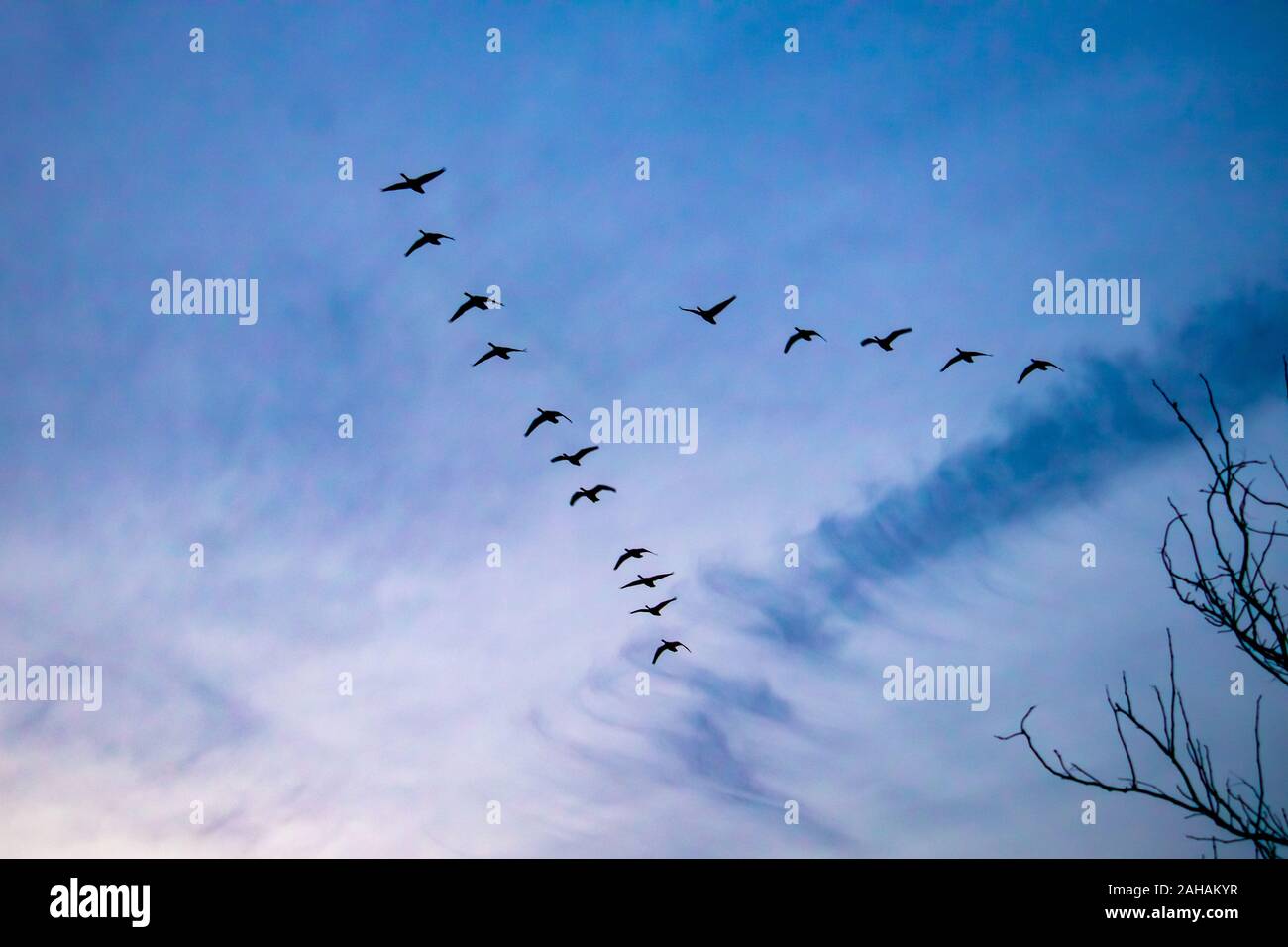 Bernaches Du Canada En Migration Banque d'image et photos - Alamy