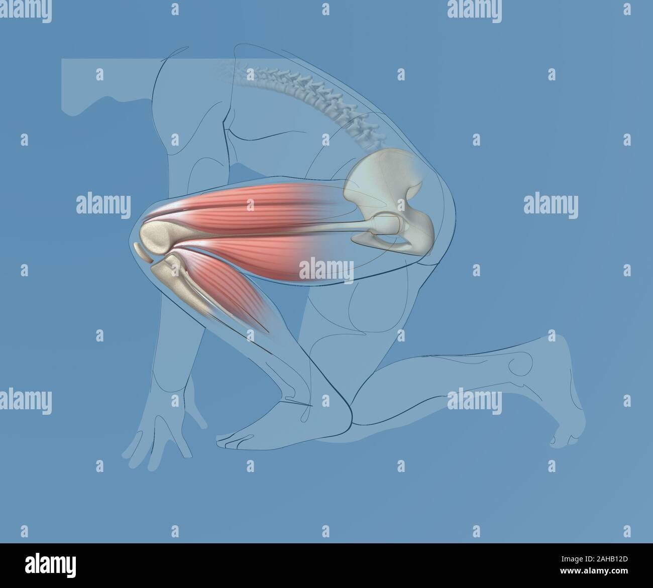 3d illustration et des articulations du genou et de la hanche, et les ...