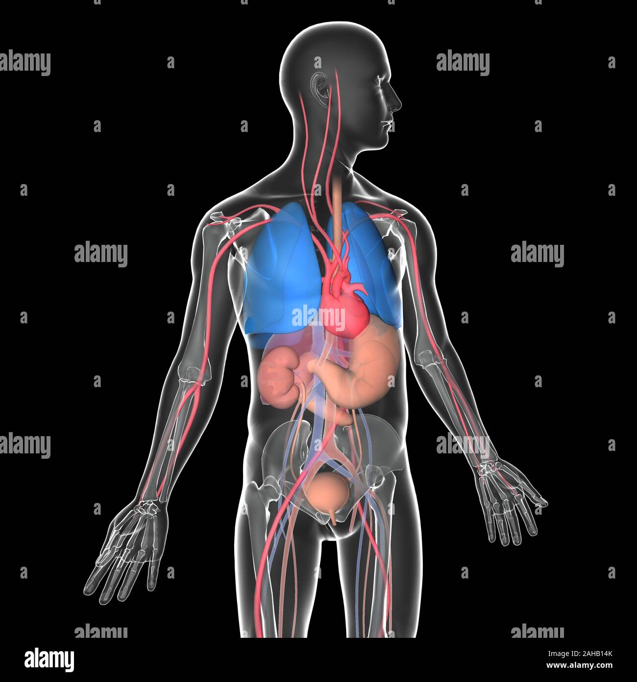 3D illustration médicale transparent corps humain avec les organes ...