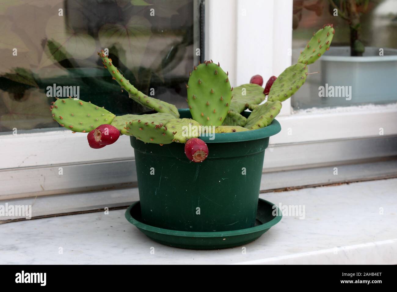 Opuntia ficus indica fruit Banque de photographies et d’images à haute ...