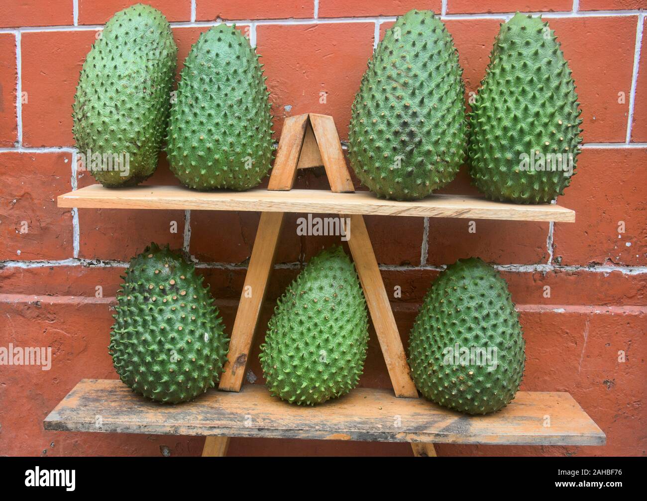 Faire mûrir les fruits du corossol Banque de photographies et d’images ...