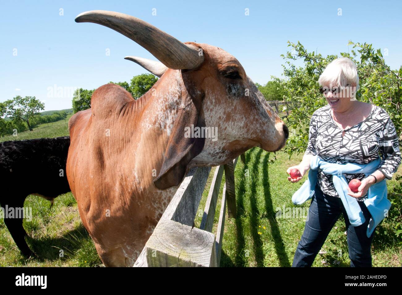 Bunny le Brahma vache est toujours prêt pour les photos, une rayure sur ...