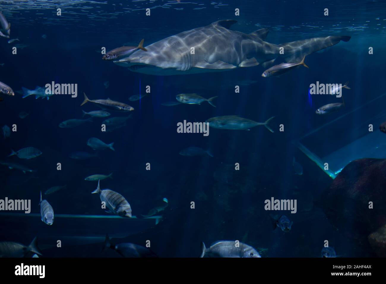 Poissons et requins en arrière plan Banque de photographies et d’images ...