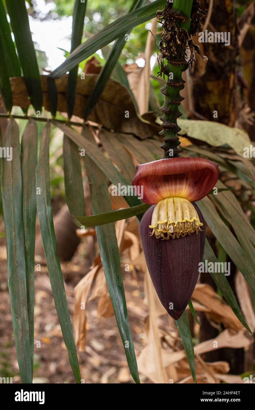 Musa Acuminata Fleurs De Bananier Banque d'image et photos - Alamy