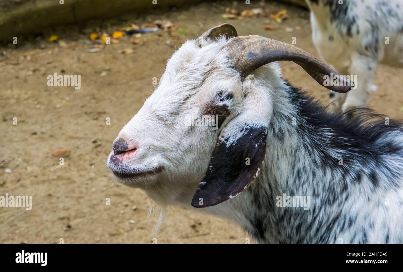 Capra hircus fibra domestica Banque de photographies et d’images à ...