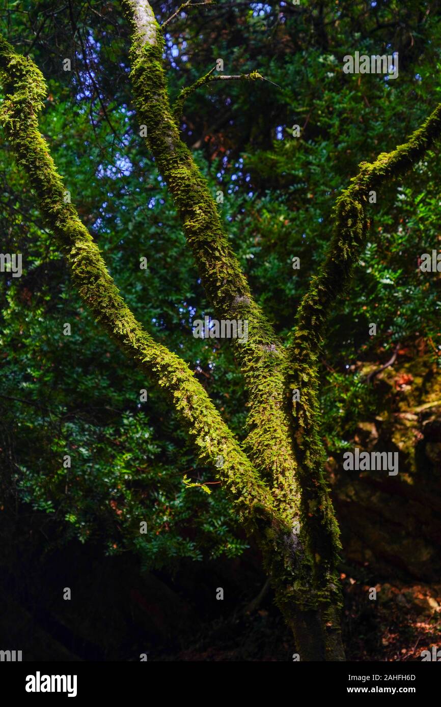 Nature Magique Banque d'image et photos - Alamy