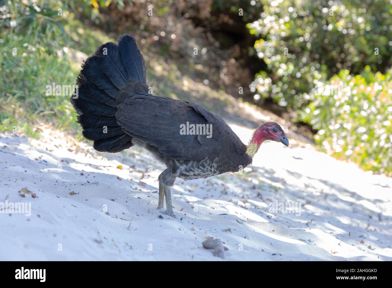 Australian brushturkey Banque de photographies et d’images à haute ...