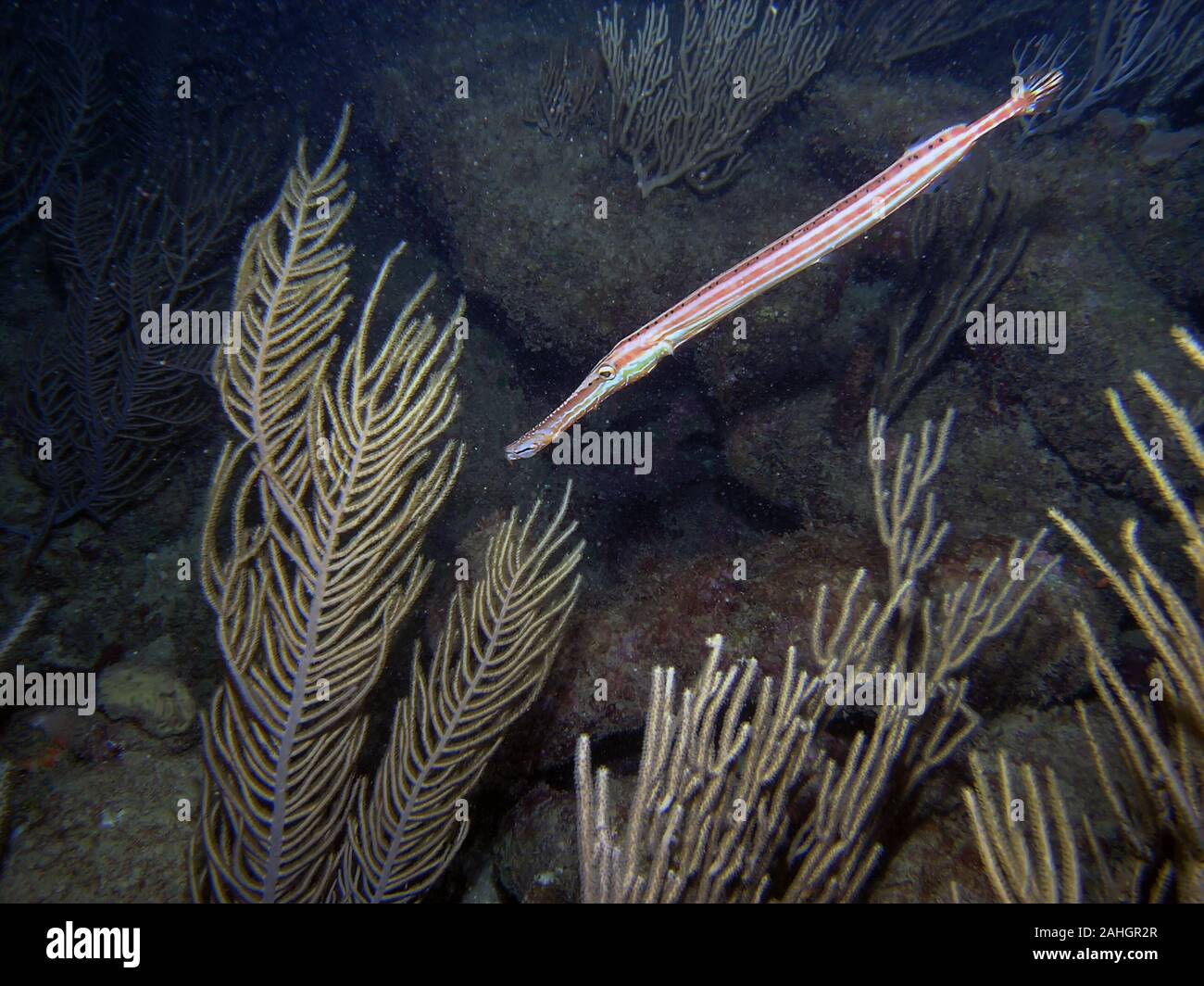 Poisson Trompette Ouest Atlantique Banque d'image et photos - Alamy