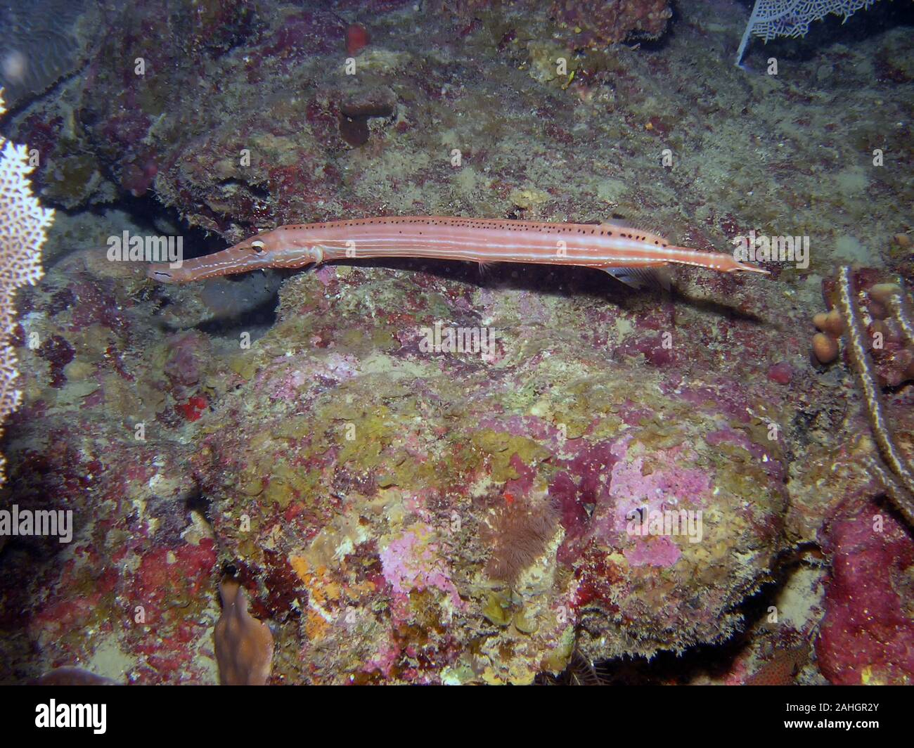 Poisson Trompette Ouest Atlantique Banque d'image et photos - Alamy