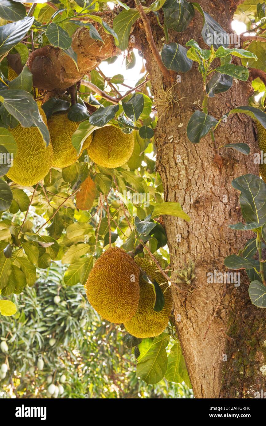 Jackfruit tree Banque de photographies et d’images à haute résolution ...