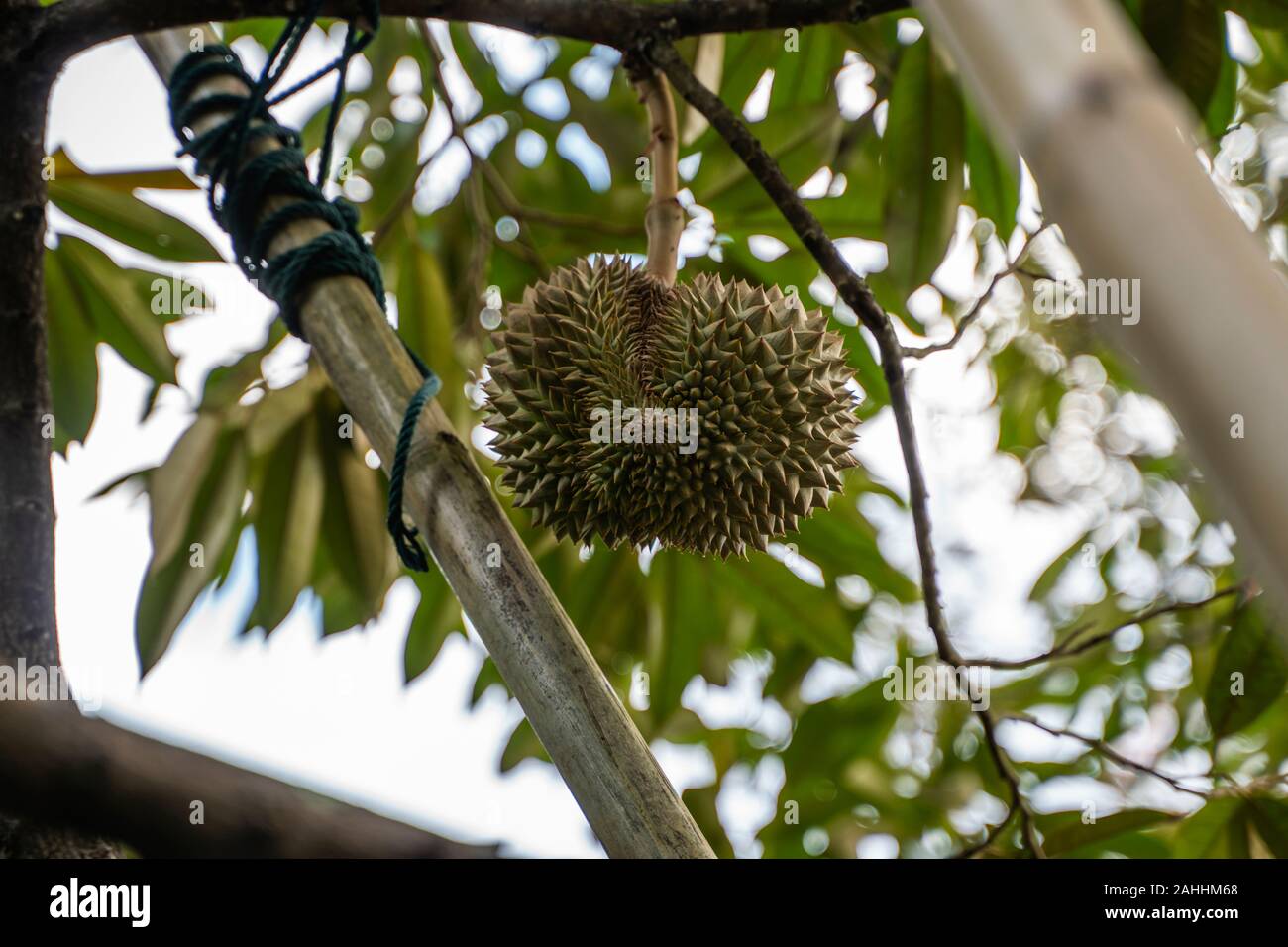 Arbre durian avec des fruits Banque de photographies et d’images à haute résolution - Page 10 ...