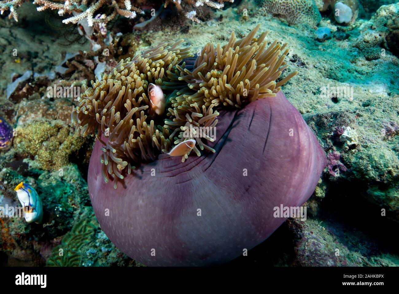 Poissons clowns ou poisson clown sont de la famille des poissons de la ...