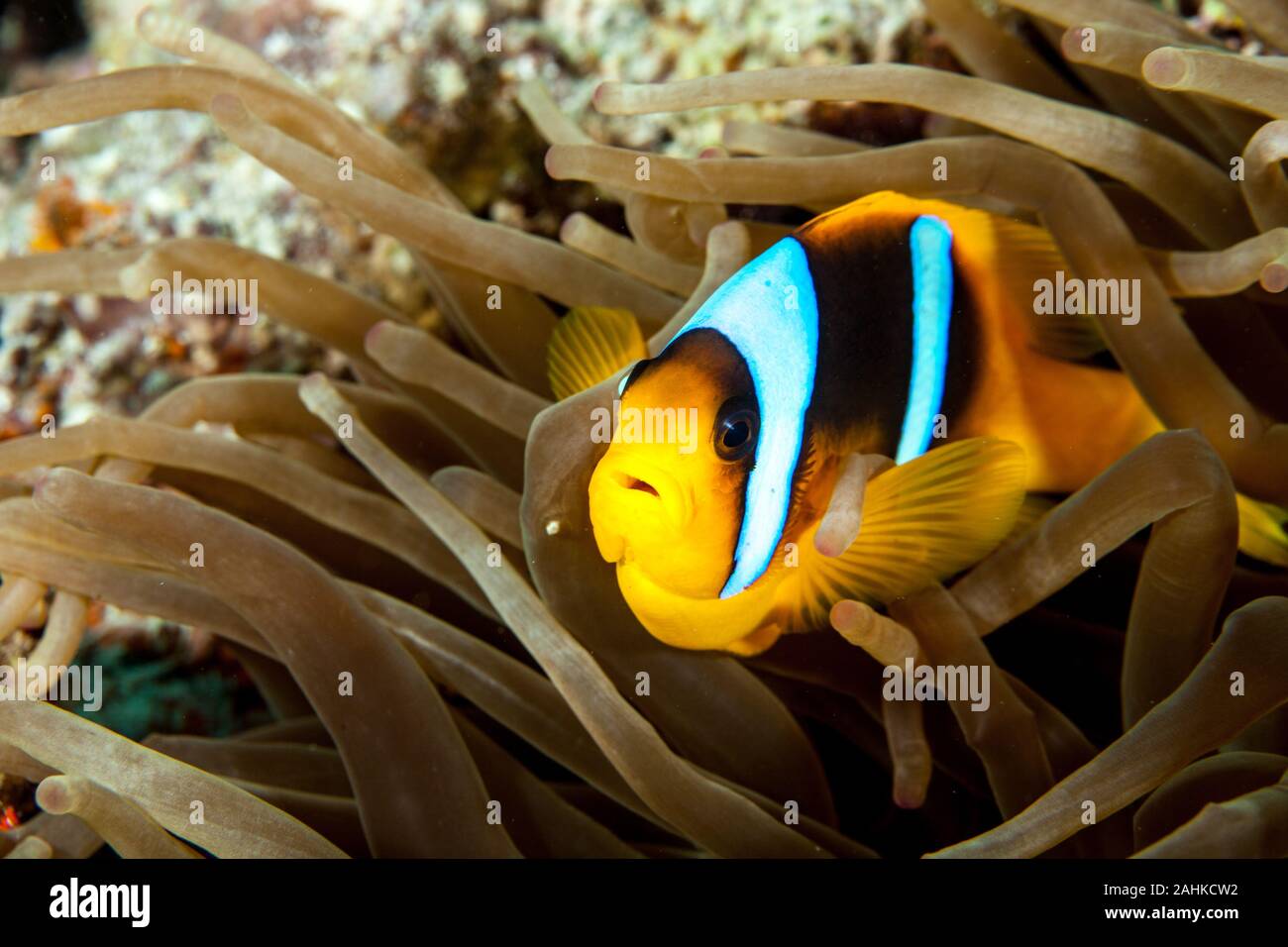 Poissons clowns ou poisson clown sont de la famille des poissons de la ...