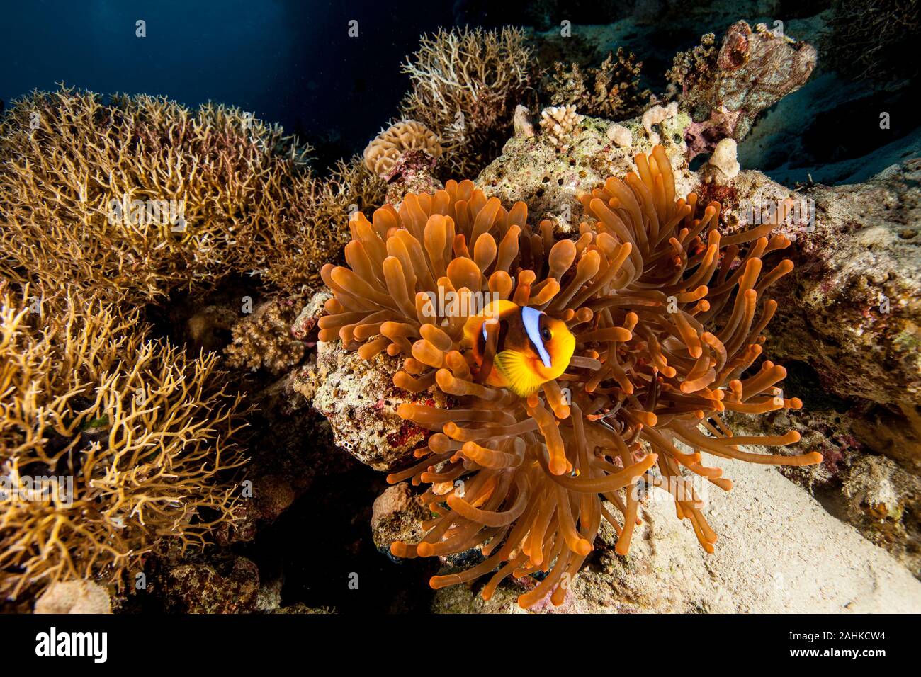 Poissons clowns ou poisson clown sont de la famille des poissons de la ...