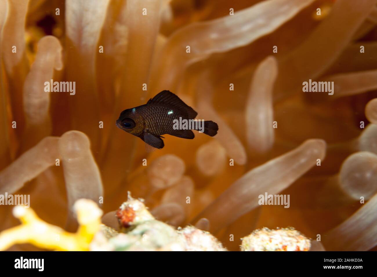 Poissons clowns ou poisson clown sont de la famille des poissons de la ...