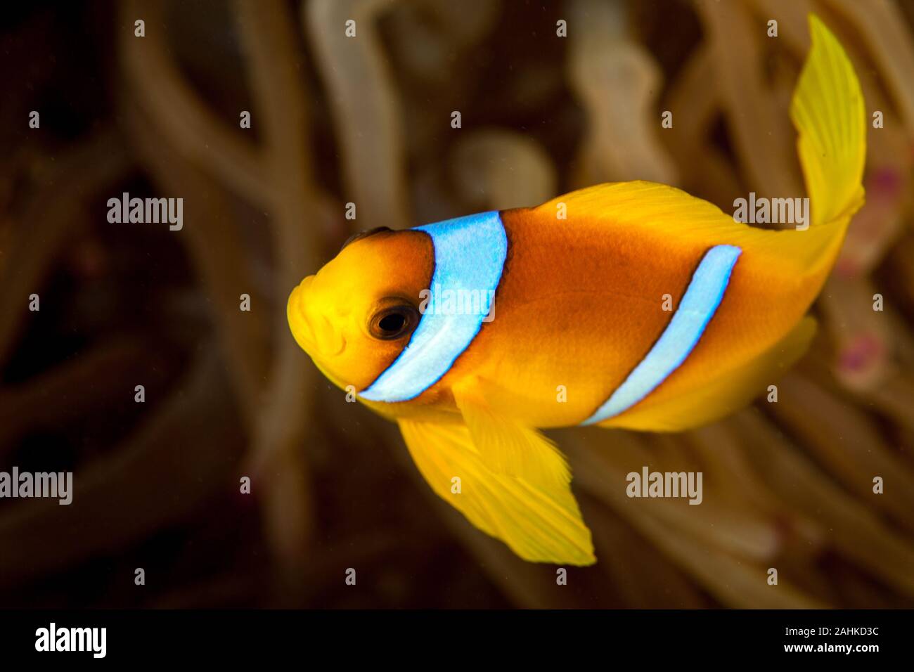 Poissons clowns ou poisson clown sont de la famille des poissons de la ...