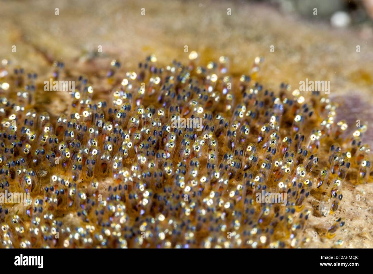 Bébés poissons clowns Banque de photographies et d’images à haute ...