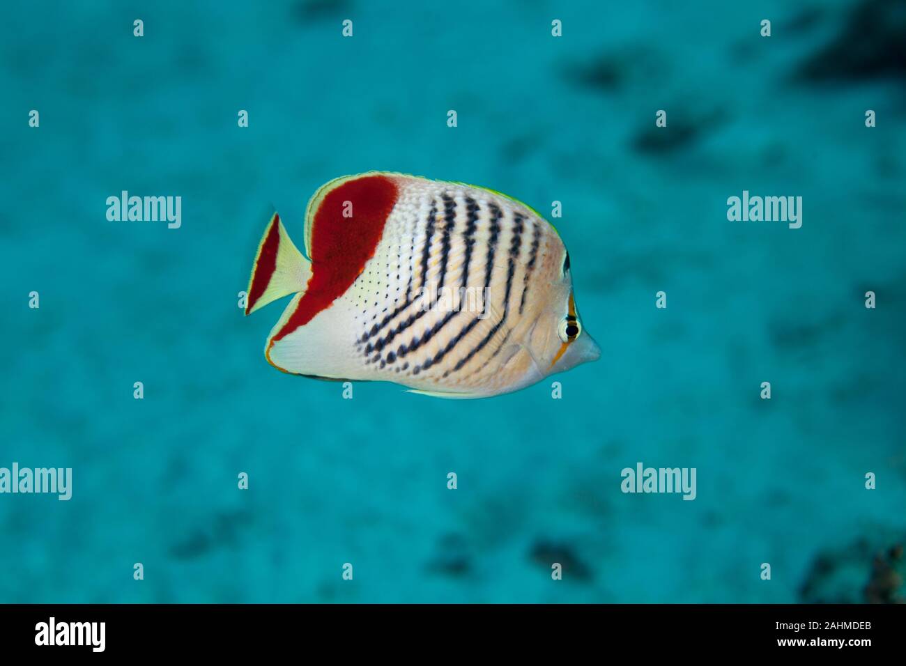 Poisson papillon eritrean de la mer rouge chaetodon paucifasciatus ...
