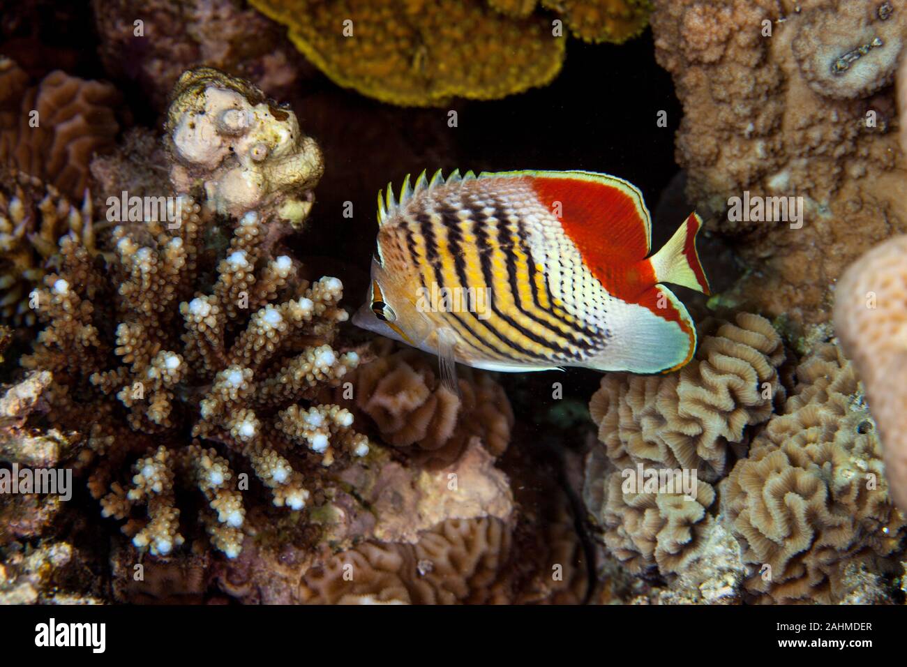 Poisson papillon eritrean de la mer rouge chaetodon paucifasciatus ...