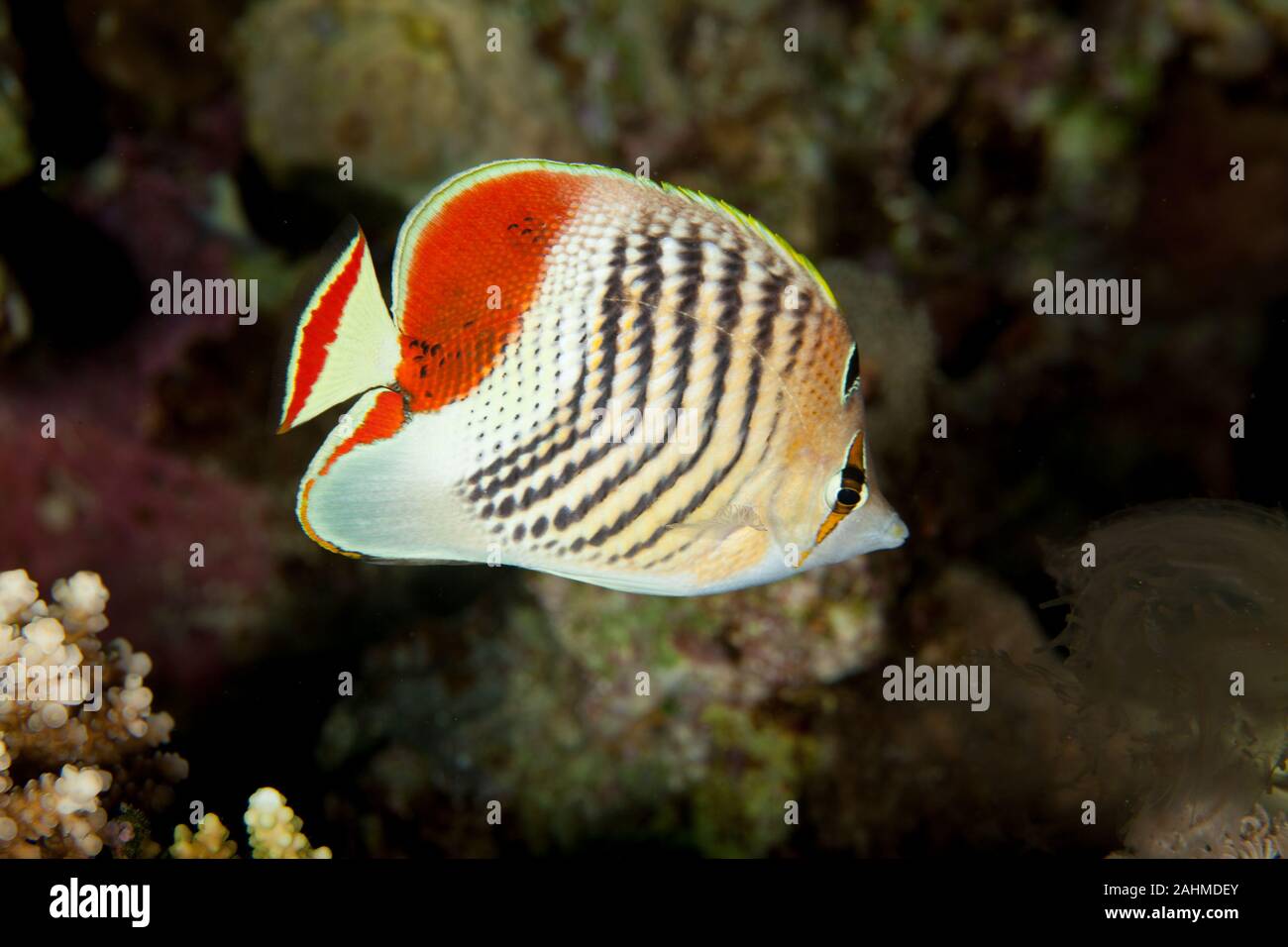 Poisson papillon eritrean de la mer rouge chaetodon paucifasciatus ...