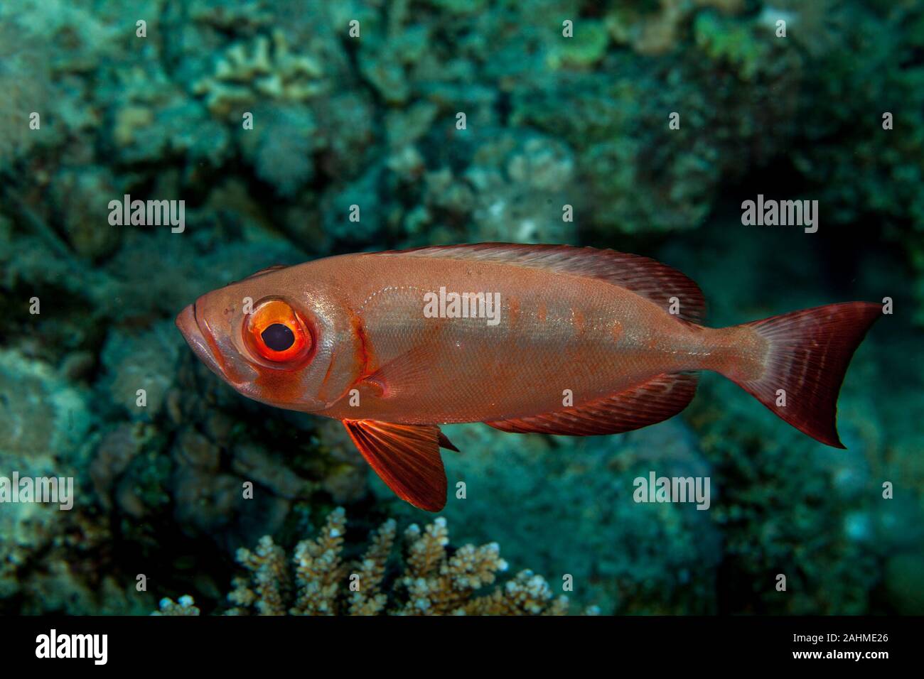 Priacanthus hamrur egypte Banque de photographies et d’images à haute ...