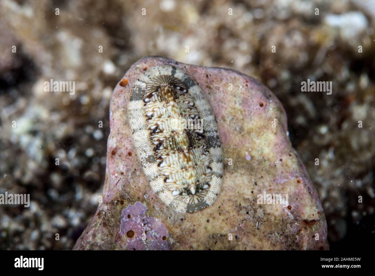 Chiton rock Banque de photographies et d’images à haute résolution - Alamy