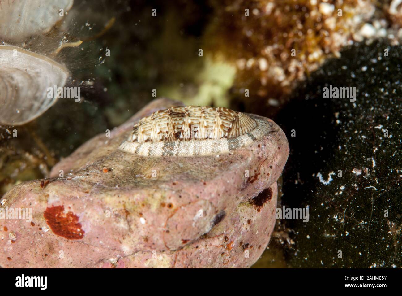 Chiton rock Banque de photographies et d’images à haute résolution - Alamy