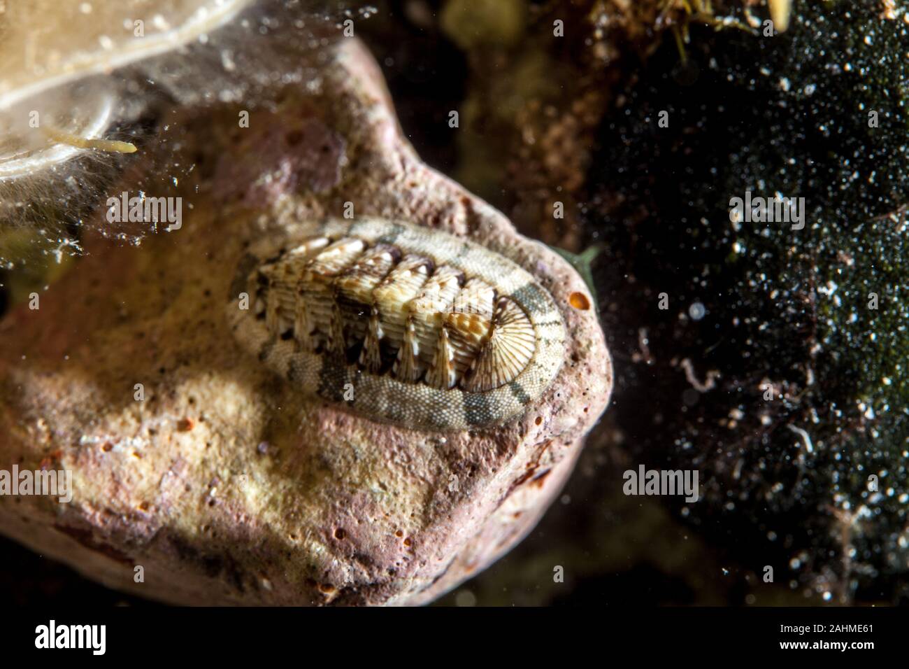 Chiton rock Banque de photographies et d’images à haute résolution - Alamy