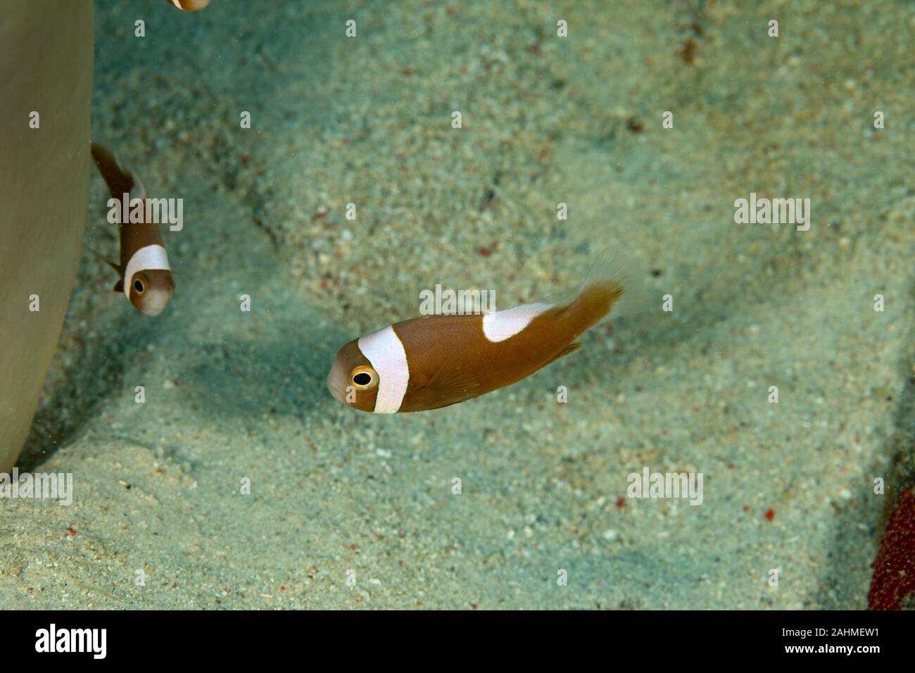 Poissons clowns ou poisson clown sont de la famille des poissons de la ...