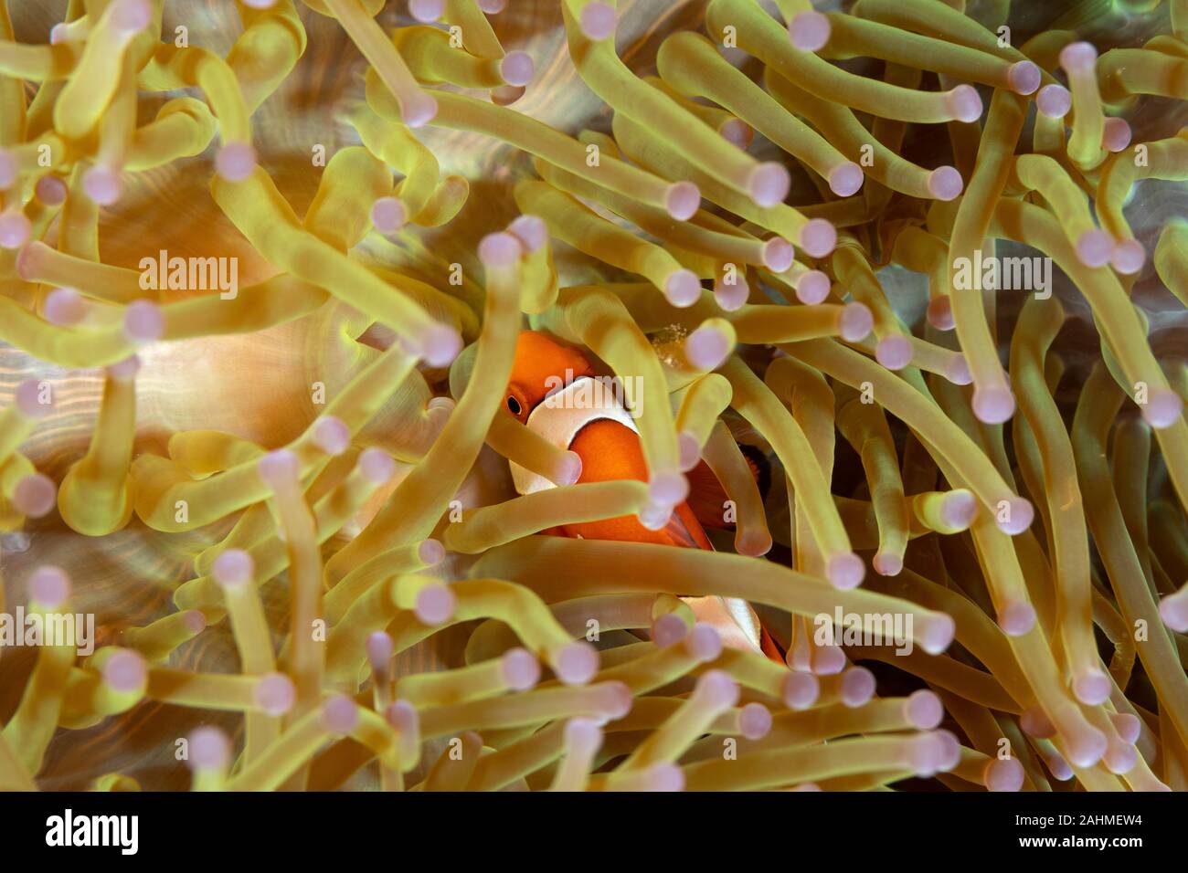 Poissons clowns ou poisson clown sont de la famille des poissons de la ...