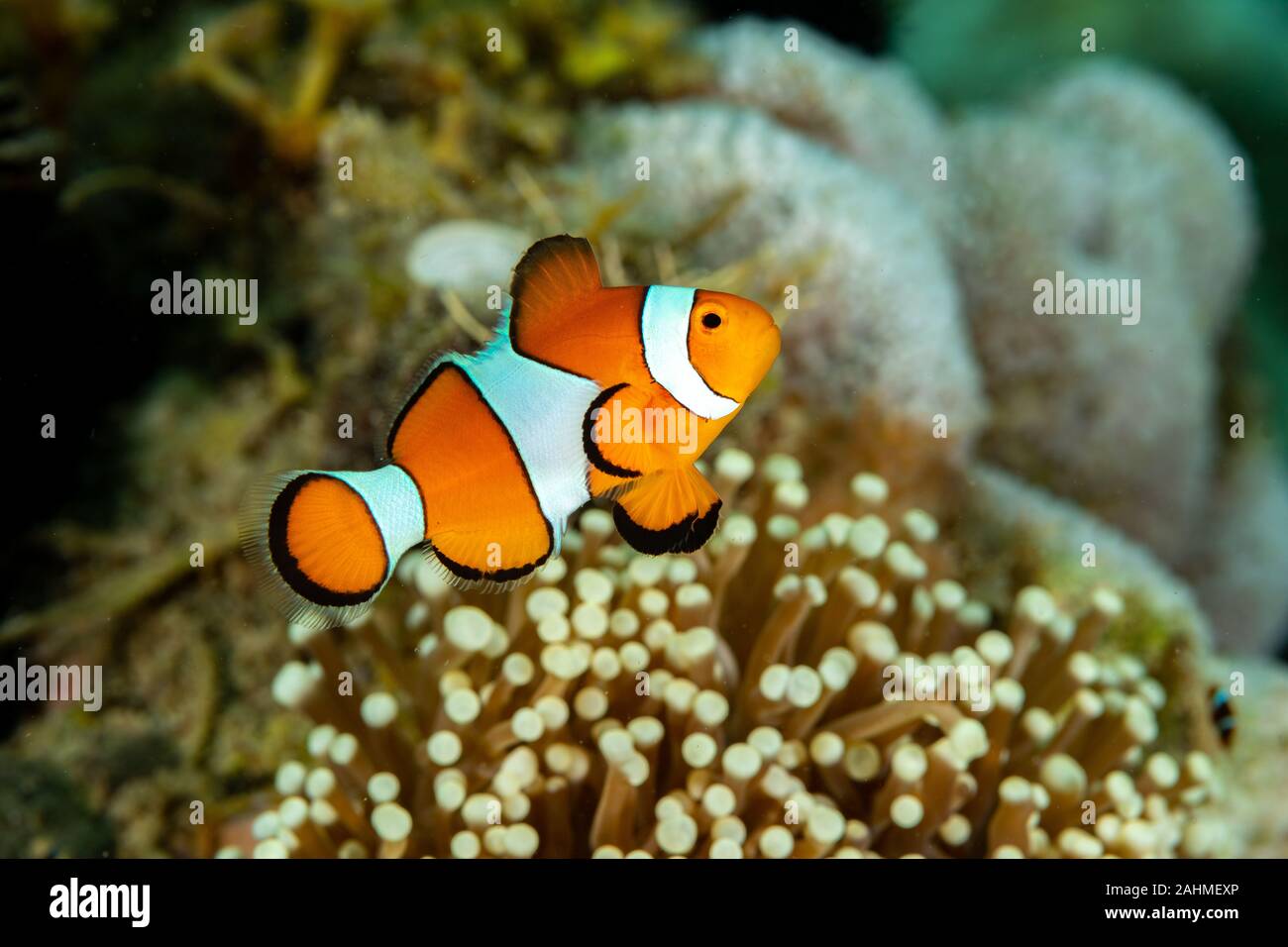 Clown Blanc Banque d'image et photos - Alamy