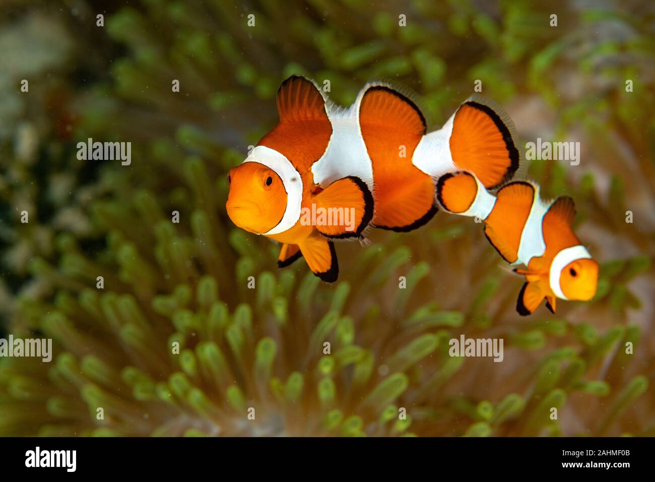 Poissons clowns ou poisson clown sont de la famille des poissons de la ...