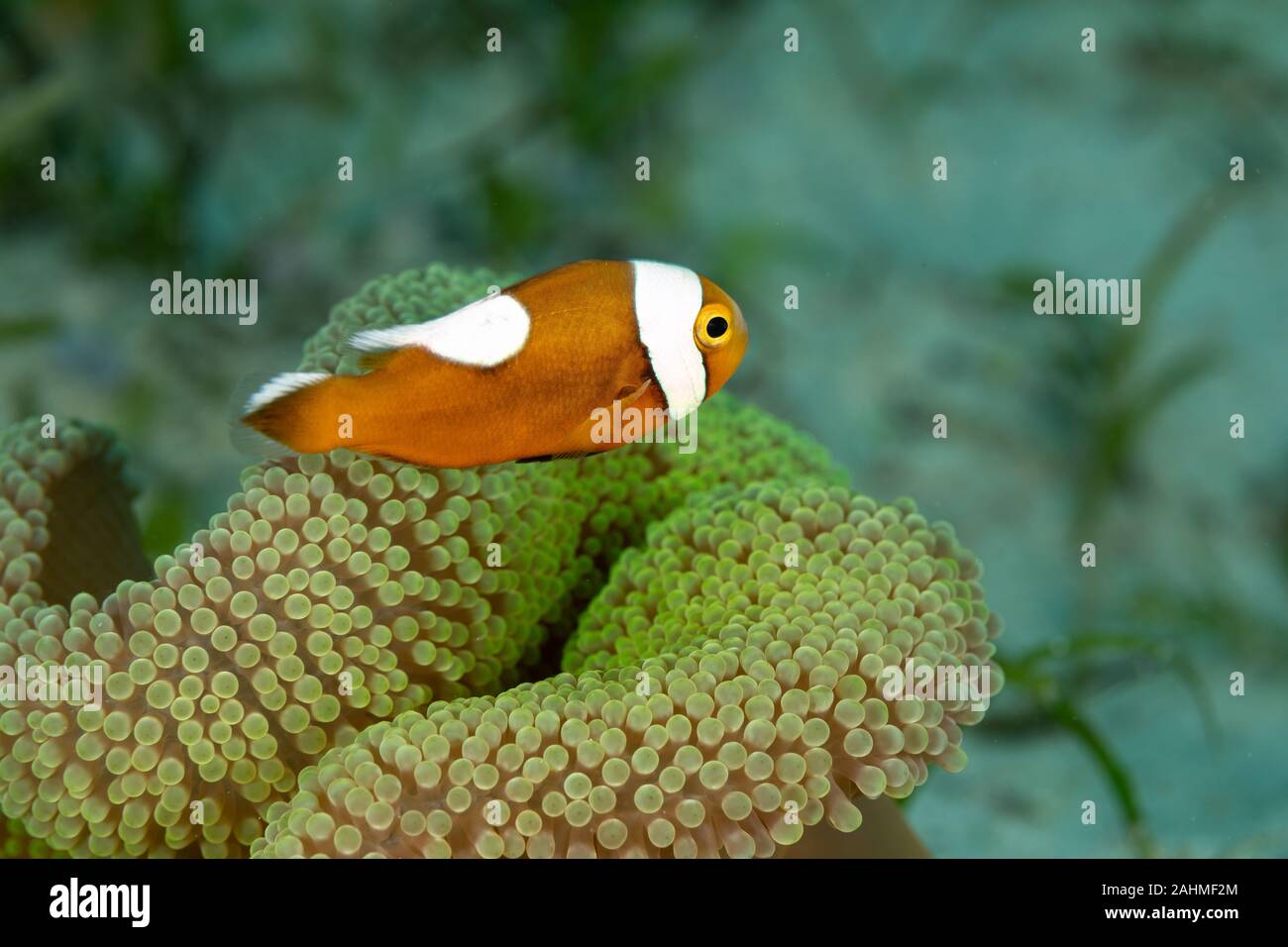 Poissons clowns ou poisson clown sont de la famille des poissons de la ...