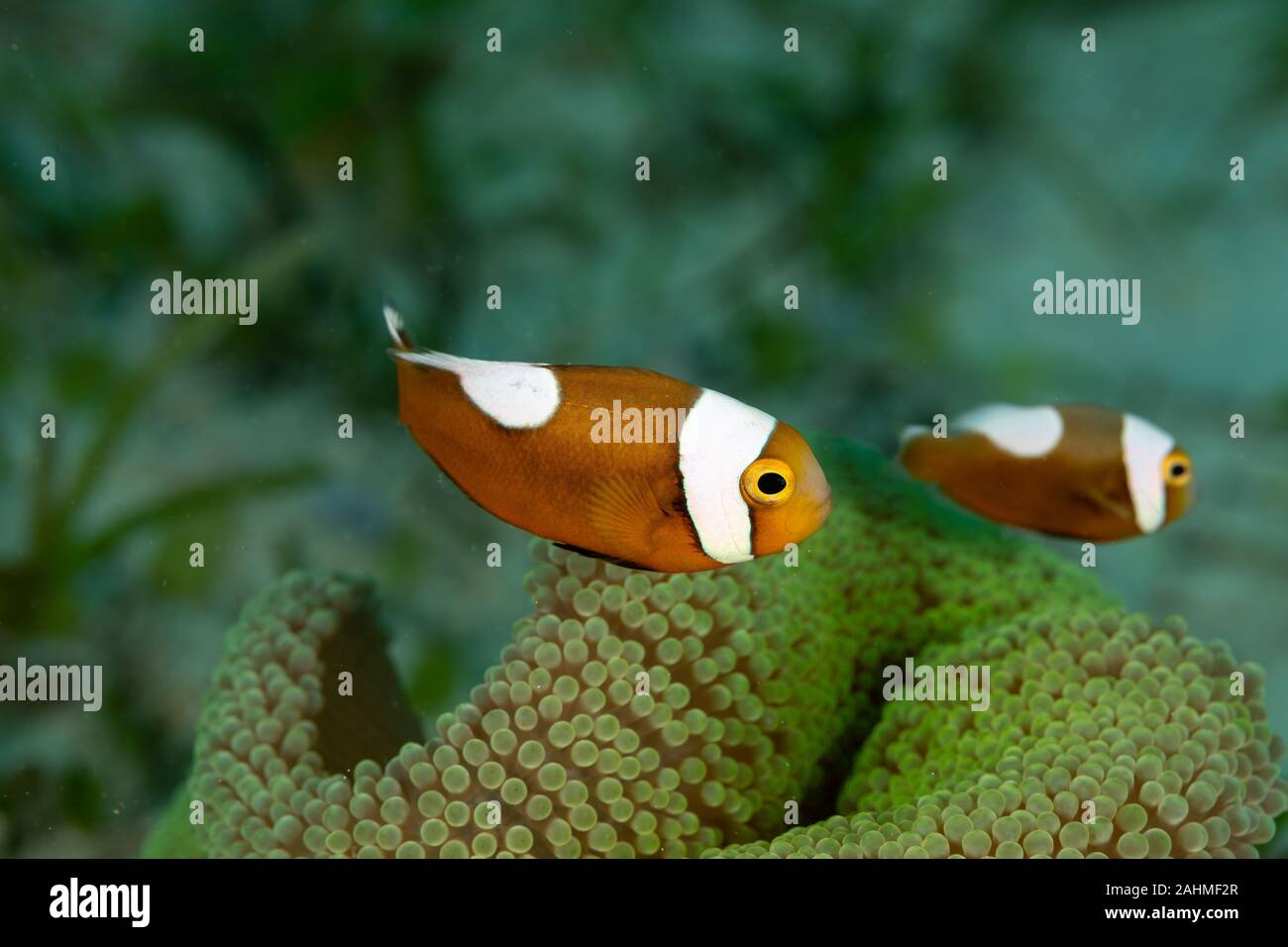 Poissons clowns ou poisson clown sont de la famille des poissons de la ...