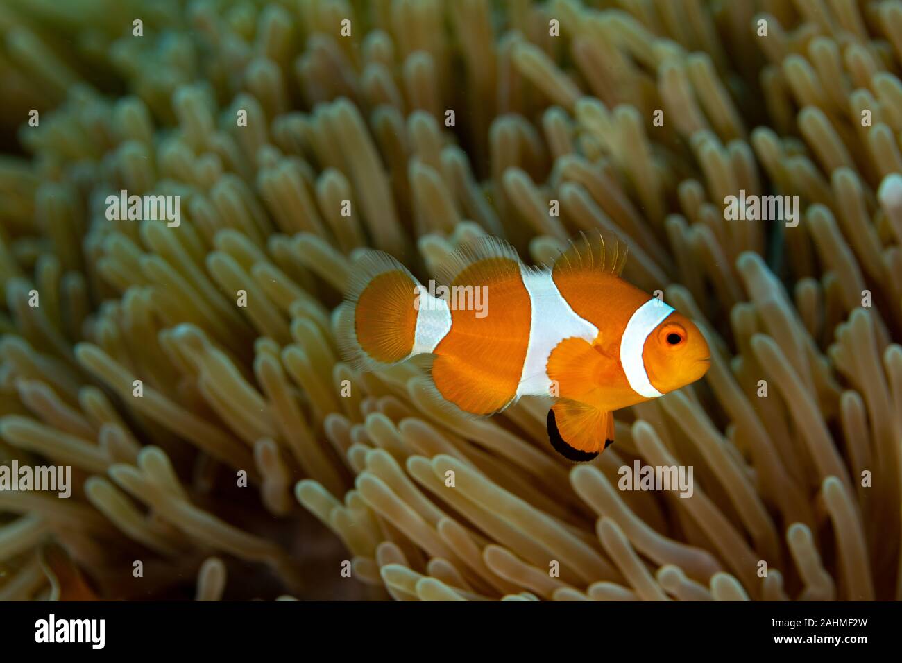 Poissons clowns ou poisson clown sont de la famille des poissons de la ...