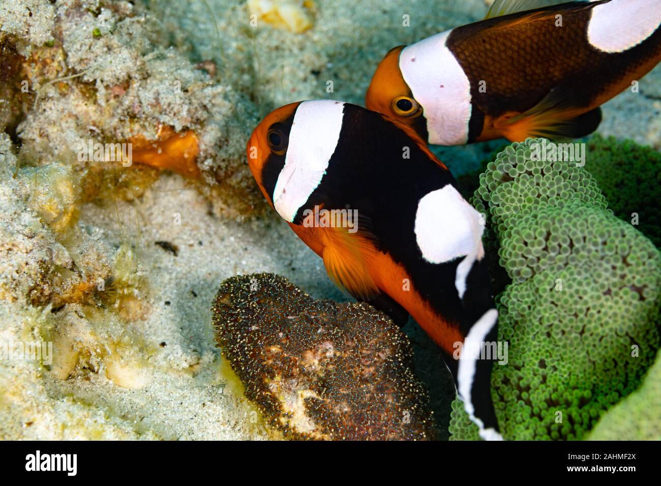 Poissons clowns ou poisson clown sont de la famille des poissons de la ...