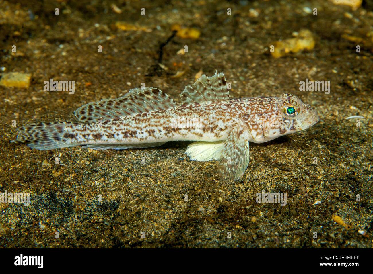 Les gobies sont poissons de la famille des Gobiidae Photo Stock - Alamy