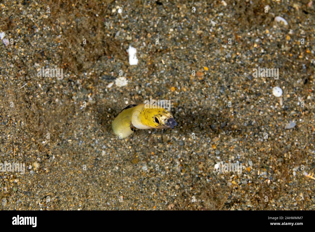Petit serpent anguille, Pisodonophis cancrivorus, est une anguille dans ...