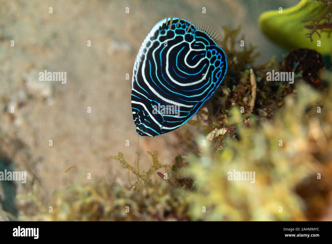 Les juvéniles de poissons-anges, empereur Pomacanthus imperator, est ...