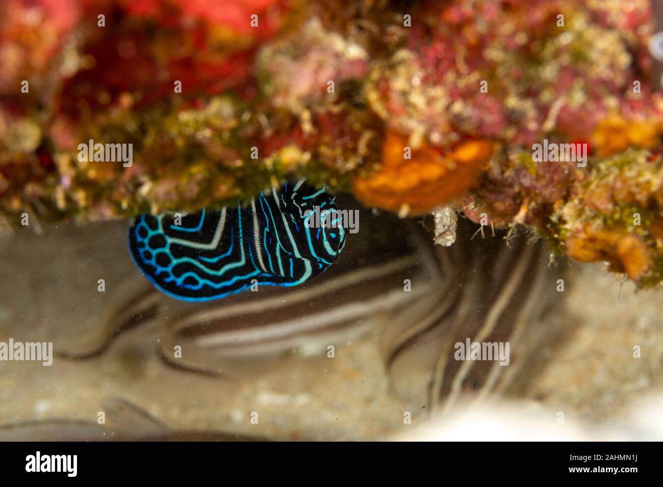 Les juvéniles de poissons-anges, empereur Pomacanthus imperator, est ...