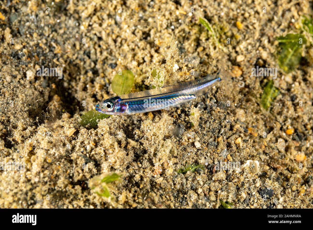 Les juvéniles de poissons-anges, empereur Pomacanthus imperator, est ...