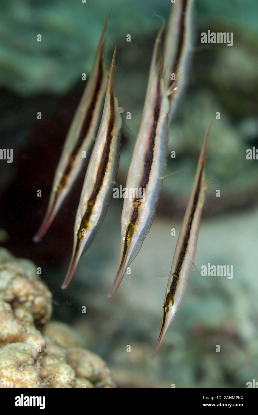 Aeoliscus strigatus Banque de photographies et d’images à haute ...