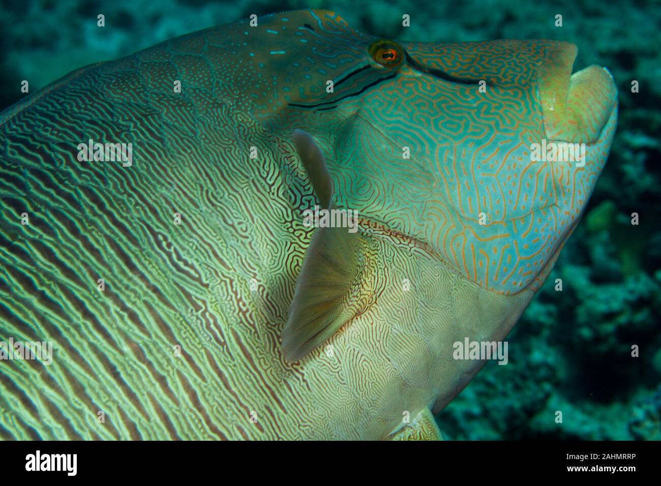 Napoleon wrasse diver Banque de photographies et d’images à haute ...
