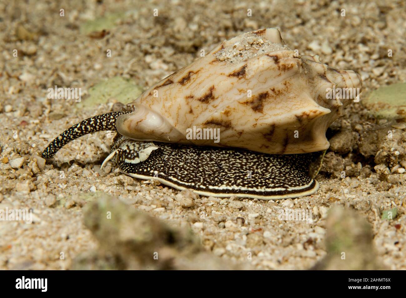 Venomous cone snail Banque de photographies et d’images à haute ...
