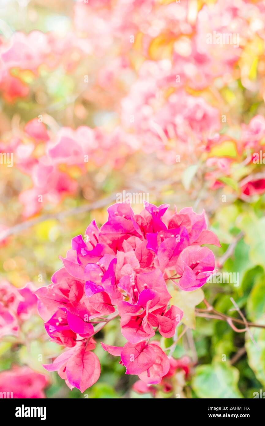 Bougainvillea bush Banque de photographies et d’images à haute ...