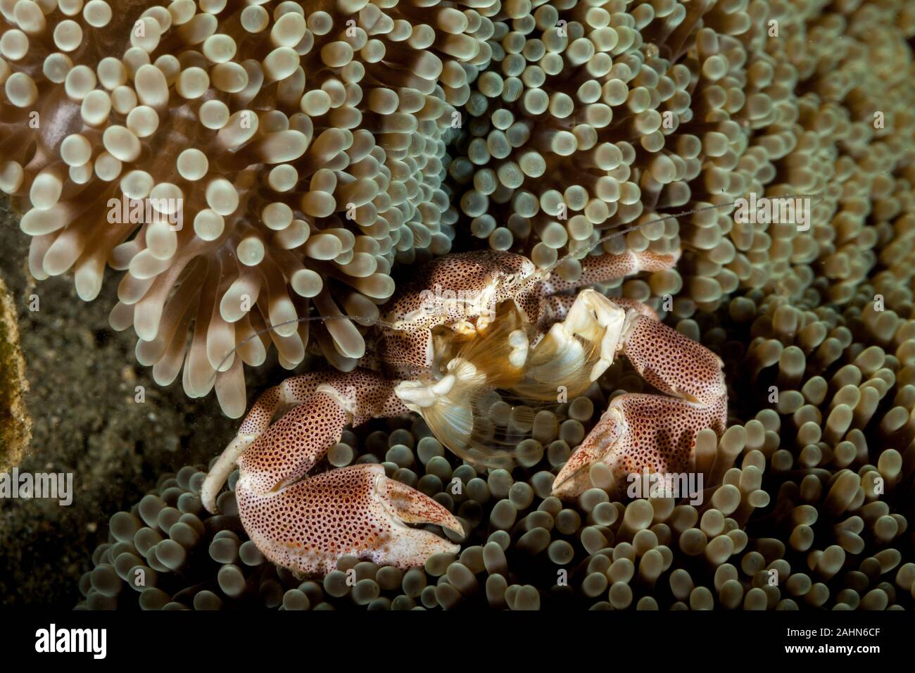 Neopetrolisthes maculatus est une espèce de crabe porcelaine de la ...